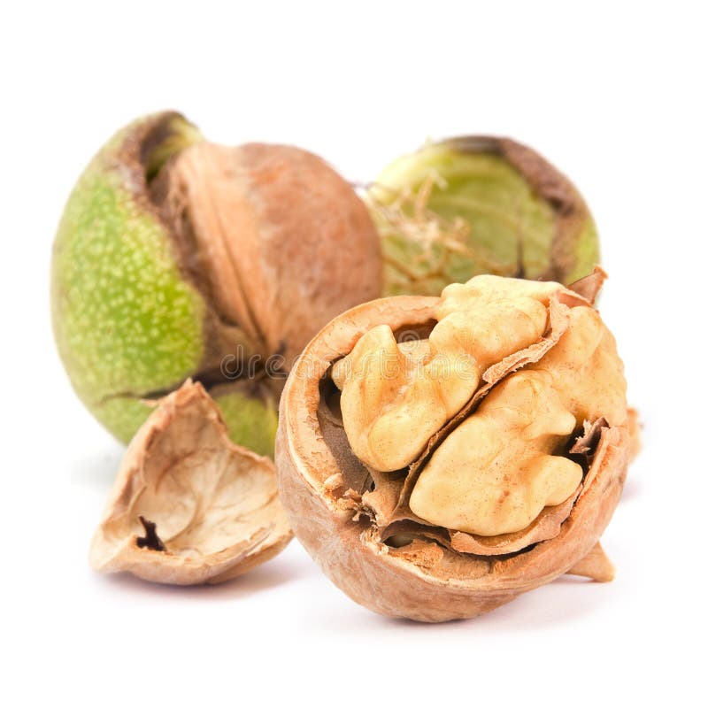 Walnut closeup on tree stock image. Image of walnut, autumn - 21721527