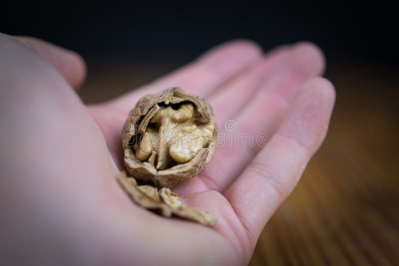 Open Walnut in Hand Closeup Stock Photo - Image of background, concept ...