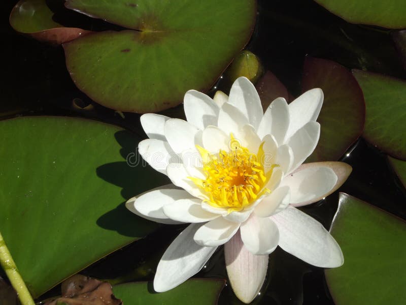 Open Water Lilly Flower stock photo. Image of flower - 93759358