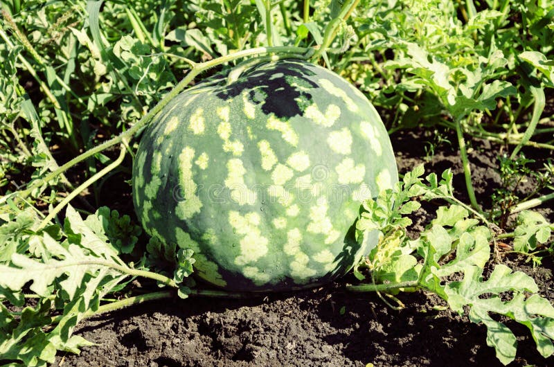 Open watermelon fruit stock photo. Image of harvest - 135061956