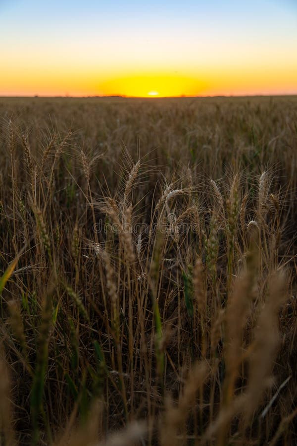 Open Wheat Field with Tall Grass during Sunset Stock Photo - Image of ...