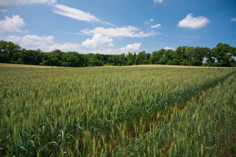 Open wheet field stock photo. Image of field, trees, clouds - 13332442