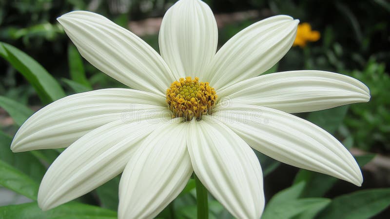 This Open White Daisy is Sure To Bring a Radiant Glow To Your Space ...