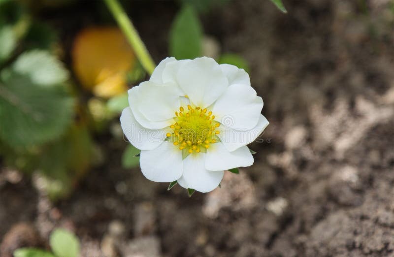 Open White Flower of a Strawberry Plant Stock Photo - Image of ...
