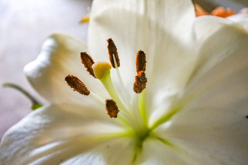 Open White Lily with Full Pollen Stems Stock Image - Image of bloom ...
