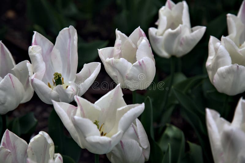 Almost Open White Tulips Seen Up Close Stock Image - Image of flower ...
