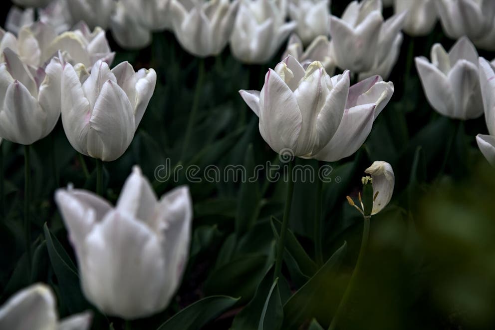 Almost Open White Tulips Seen Up Close Stock Photo - Image of gardening ...
