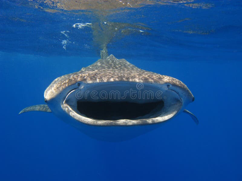 Open wide! stock image. Image of biggest, shark, large - 10948865