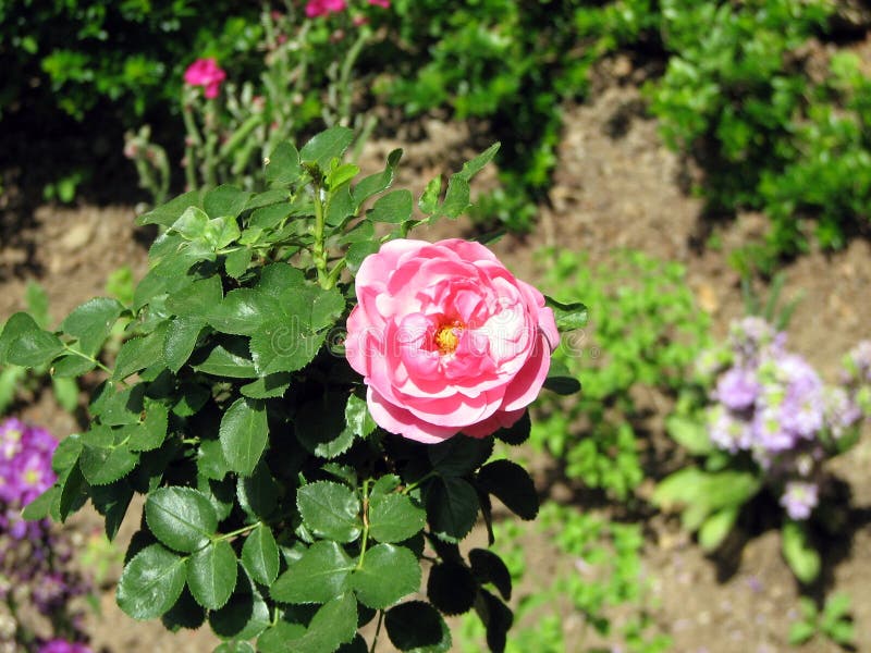Open Wild Rose Flower of Light Pink Color on the Bush Stock Image ...