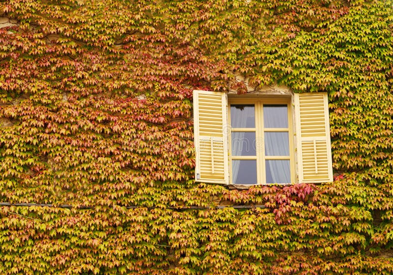 Open window among leaves stock photo. Image of plant, vegetation - 8399918