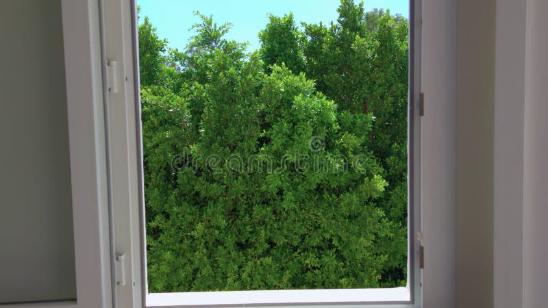 Open Window Tree on Background Stock Footage - Video of background ...