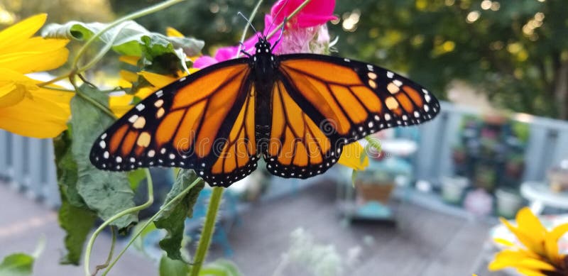 Open winged monarch stock photo. Image of winged, butterfly - 161830182
