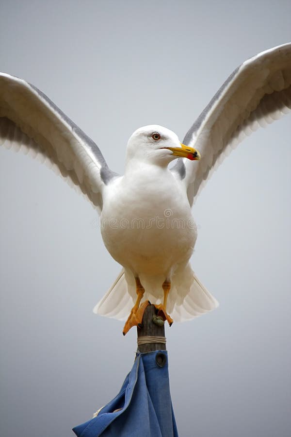 Open wings stock image. Image of open, gull, yellow, seagull - 8435855