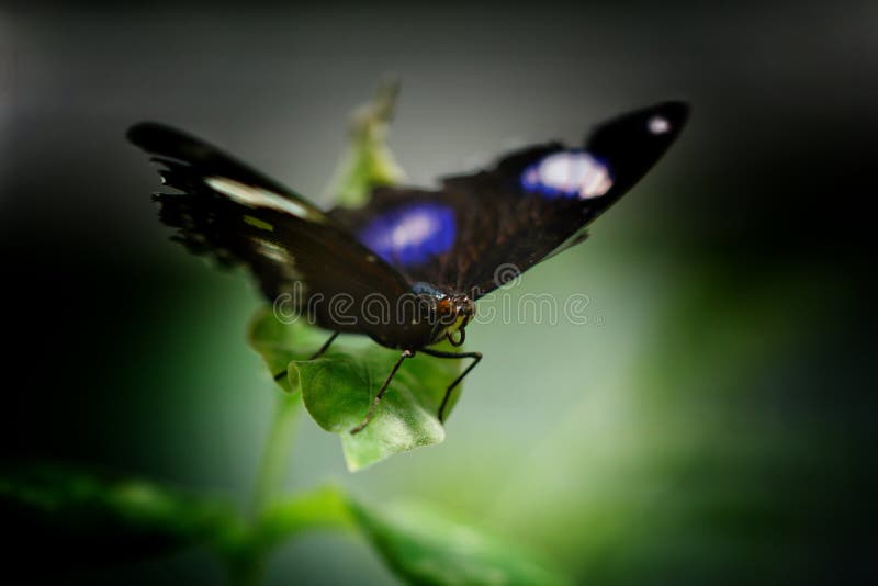Open wings butterfly stock image. Image of butterfly - 224956853