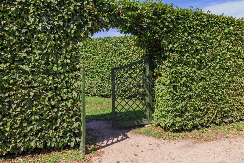 An Open Wooden Gate in a Green Hedge Stock Image - Image of summer ...