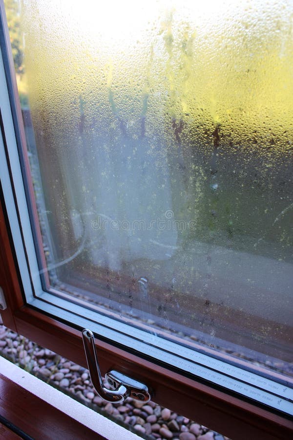 109 Fungal Panel Stock Photos - Free & Royalty-Free Stock Photos from ...