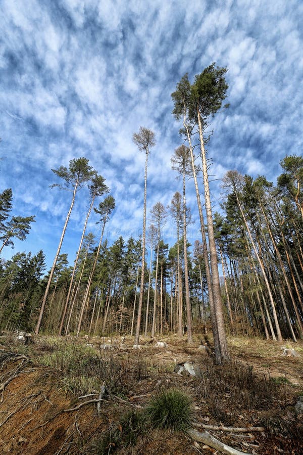 Open Woodland with Vey Tall Trees Under Light Cloudy Sky Stock Photo ...