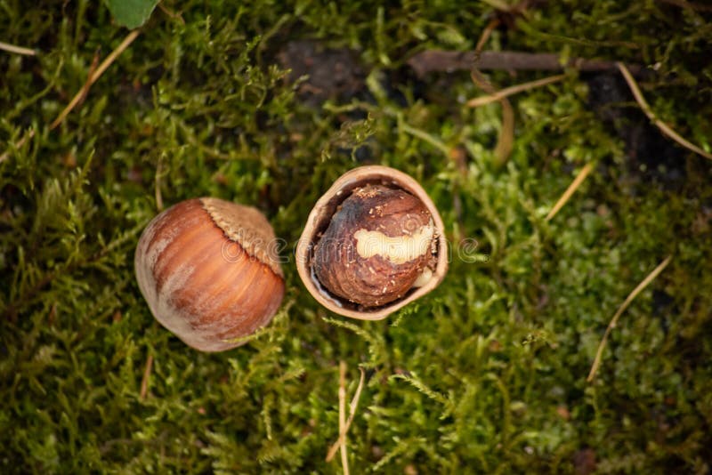 Rotten Hazelnut Stock Photos - Free & Royalty-Free Stock Photos from ...
