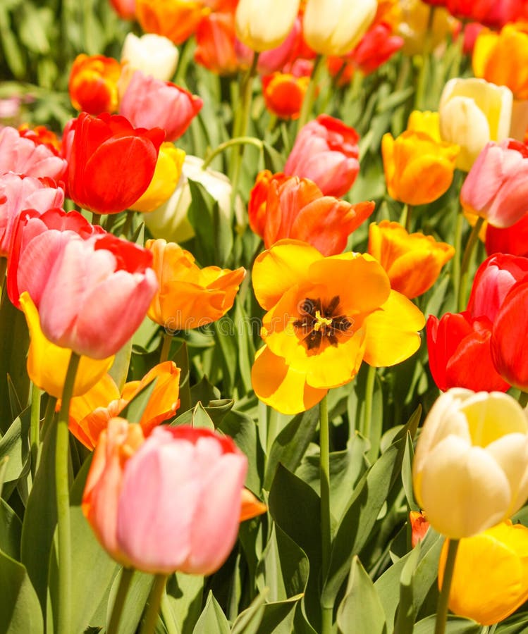 Open Yellow Tulip Posing and Ready To Be Enjoyed Stock Photo - Image of ...