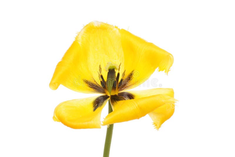 Open yellow tulip stock photo. Image of stamen, anther - 280340664