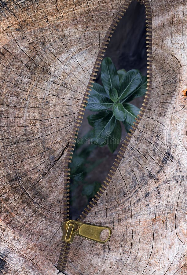 Open Zip in the Center Trunk from a Dead Tree Stump with Strong Stock ...