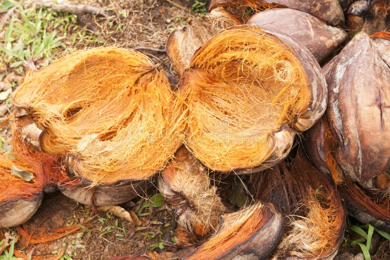 Coconut Shell stock photo. Image of southern, south, huskl - 35417496