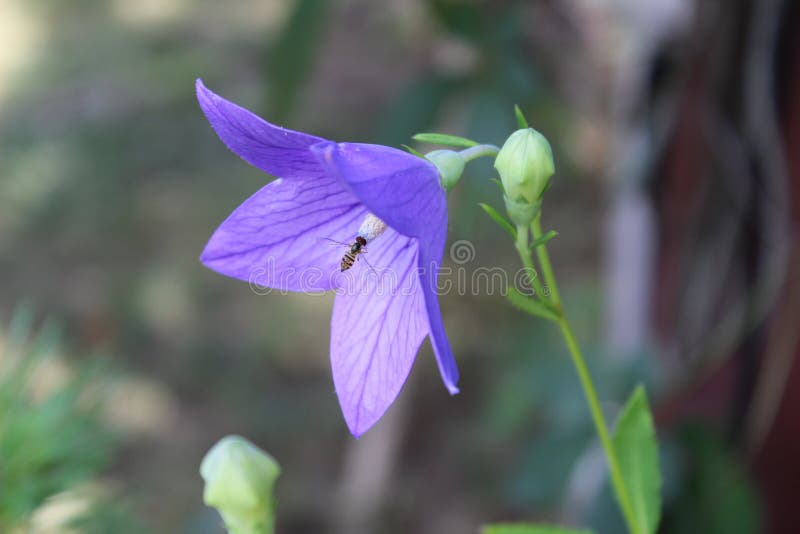 Opened Balloon Flower with a Flying Insect on it Stock Photo - Image of ...
