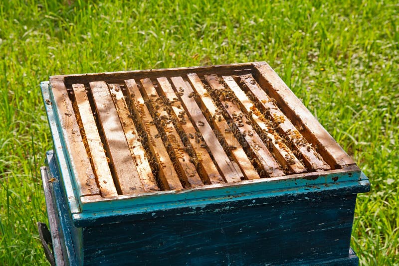 Opened Beehive on the Apiary Stock Photo - Image of house, comb: 61909068