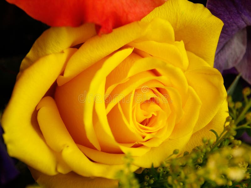 Open and Bloomed Bright Yellow Rose on Its Side Stock Photo - Image of ...