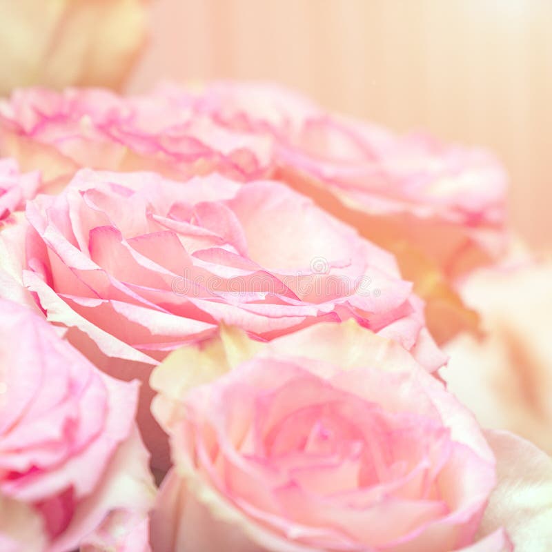 The Opened Buds of Pink Roses in the Sunlight Close-up Stock Photo ...