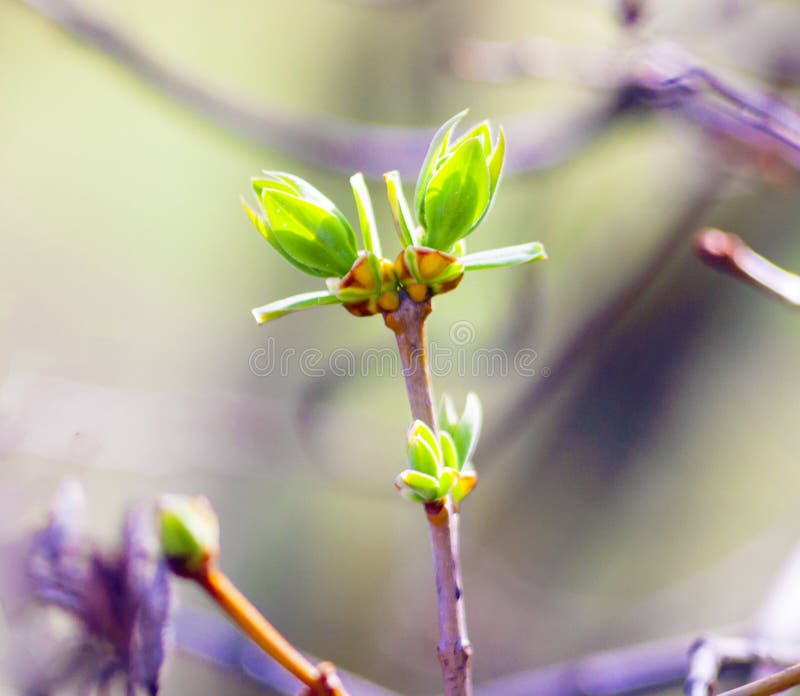 The Opened Buds of a Plant with New Leaves. Stock Photo - Image of ...