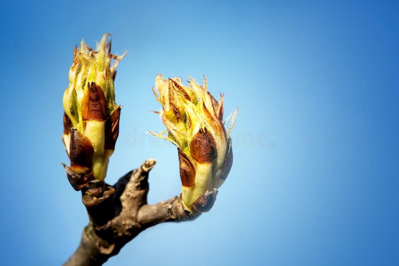 The Opened Buds on a Tree Branch. Green Buds on a Tree Branch. First ...
