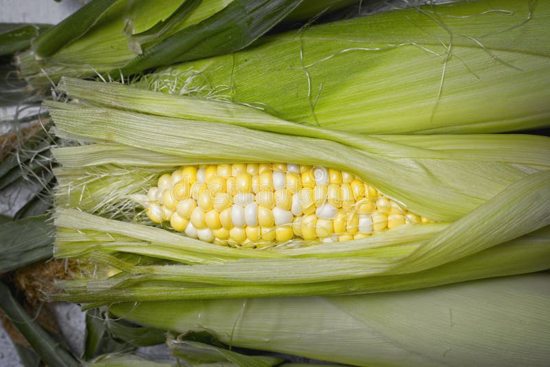 Unshucked Corn Stock Photos - Free & Royalty-Free Stock Photos from ...