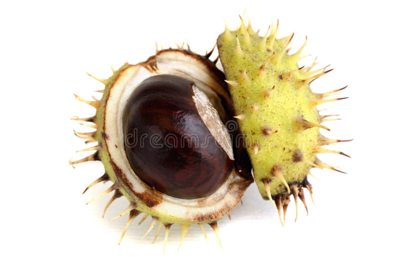 Opened chestnut in a shell stock photo. Image of tree - 125747694