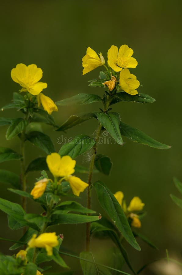 Garden flowers stock photo. Image of gardner, primrose - 94614968