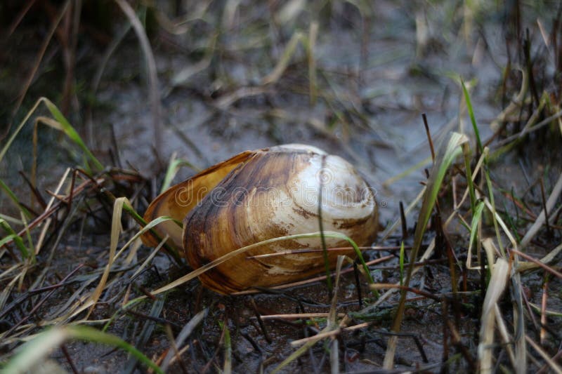 Opened Shell, Mussel Close Up Stock Image - Image of carapace, mollusk ...