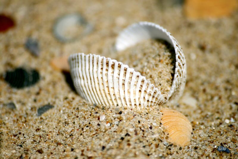 Opened cockleshell stock photo. Image of animal, summer - 9135732