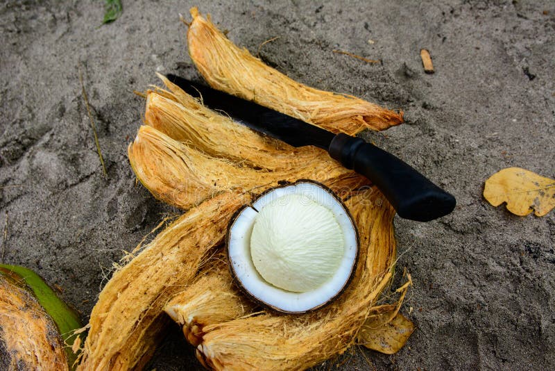 Opened coconut stock image. Image of nature, diet, fresh - 82205457