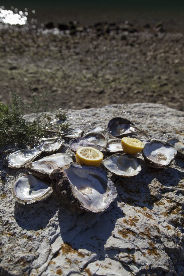 Empty oyster shells stock photo. Image of crustacean - 31590540