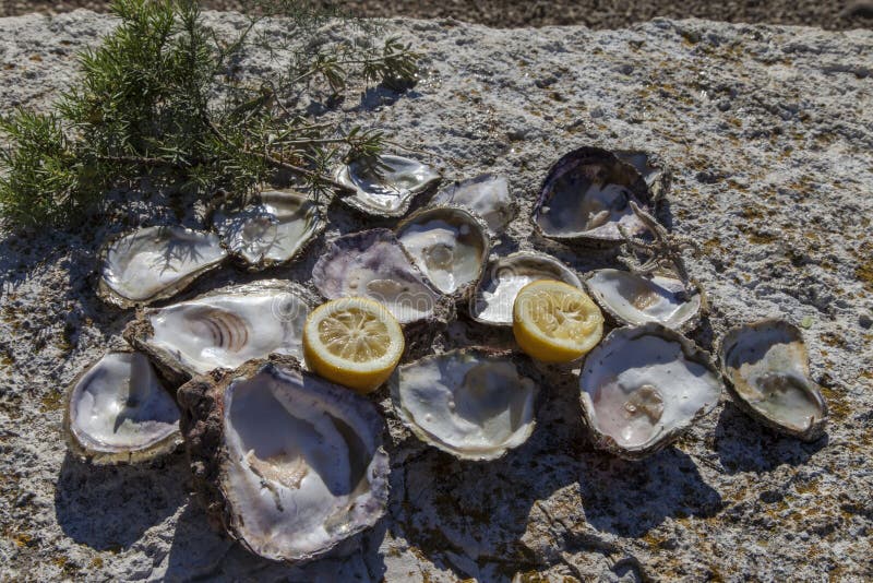 Opened Empty Oyster Shells on Sea Coast Stock Photo - Image of shell ...