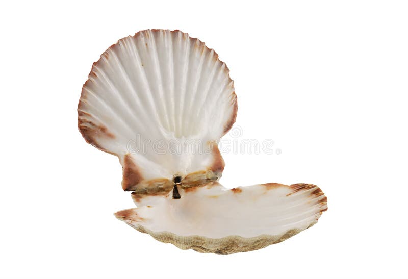 Open scallop shell stock photo. Image of bottom, hinged - 21540374