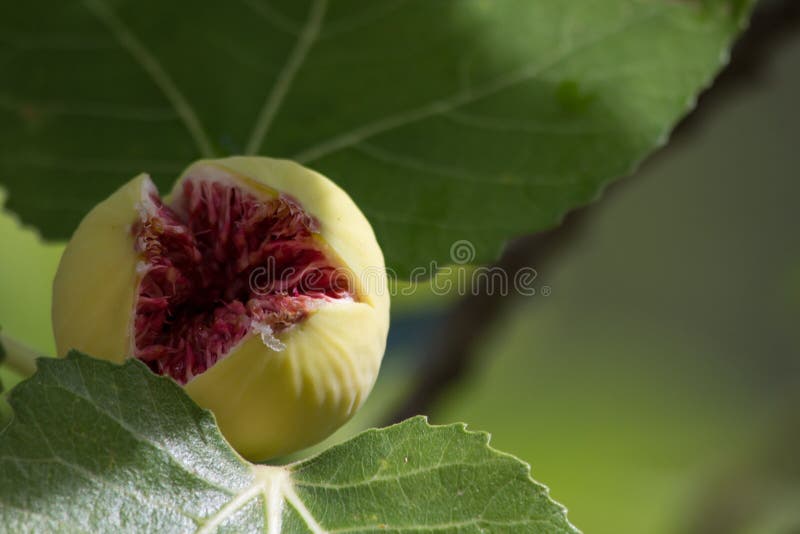 Opened Fig with Red Insides on a Tree Branch on a Blurred Background ...