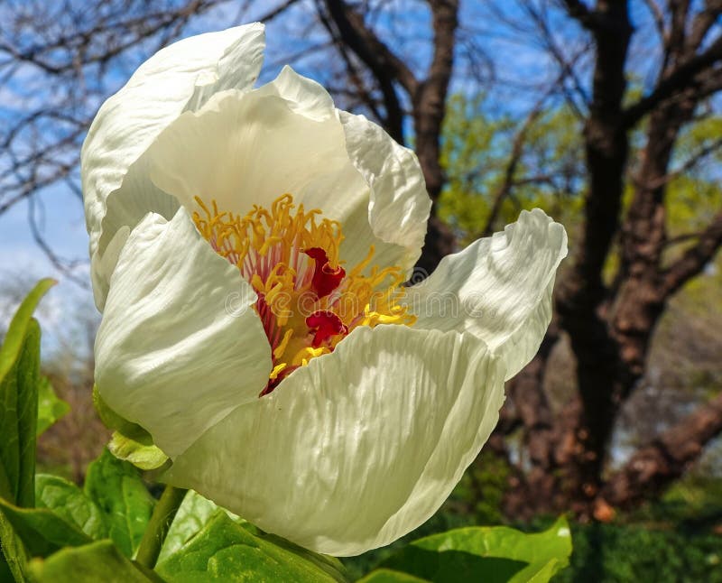 An Opened Flower of a Light Yellow Tulip with a Red Pistil and Yellow ...