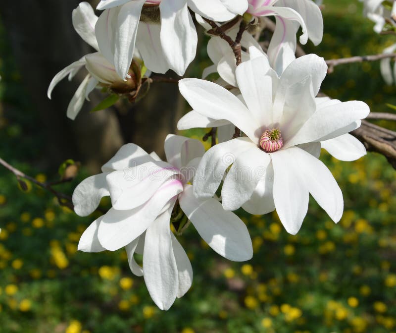 The Opened Flower of a Magnolia Stock Image - Image of spring, branch ...