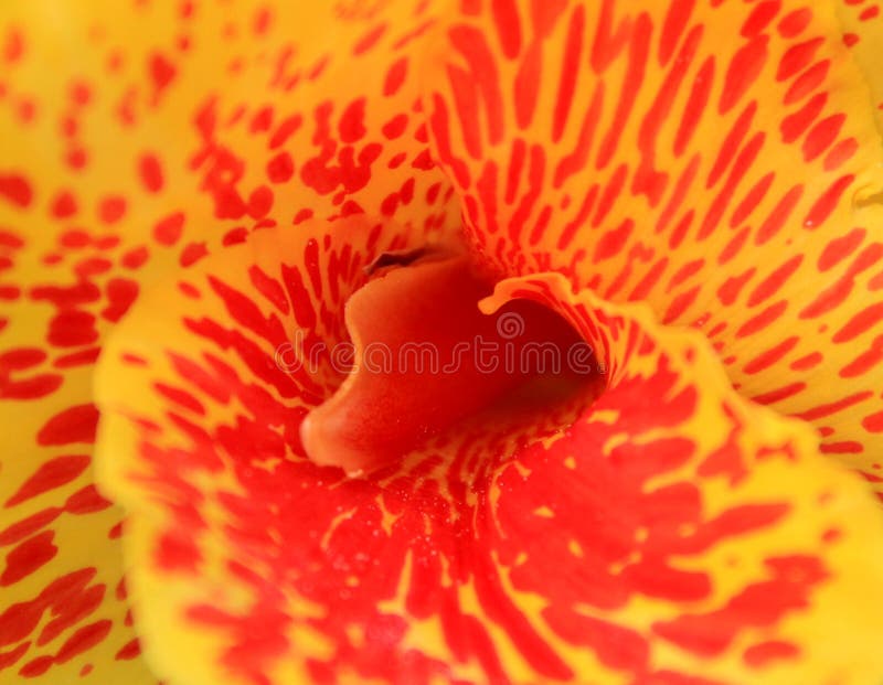 Opened flower petal stock image. Image of pink, opening - 43388253