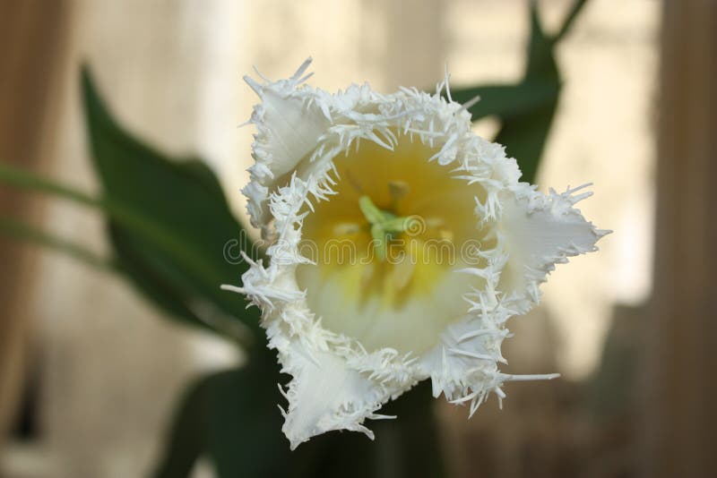 The Opened Flower of a Tulip Stock Photo - Image of bloom, blossom ...