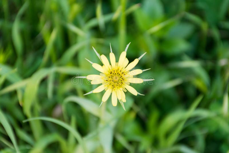 Opened flower stock photo. Image of nature, landscape - 92775298