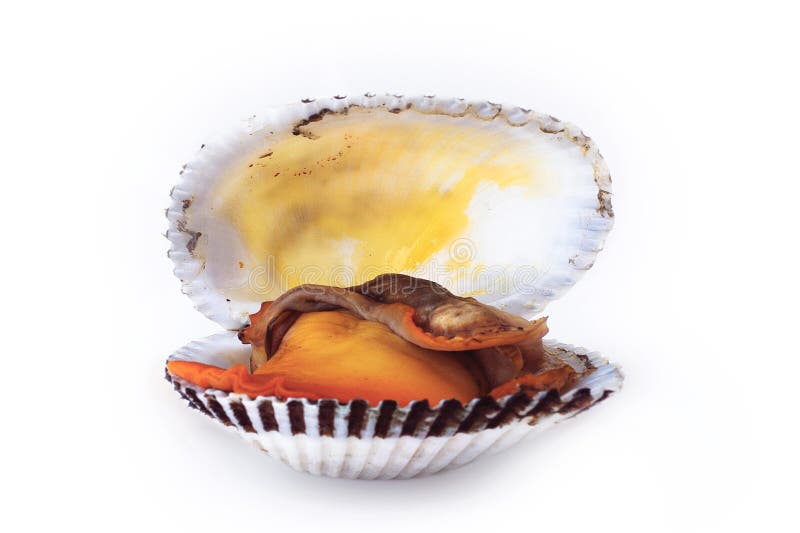 Opened Fresh Sea Scallop, Isolated Stock Image - Image of isolated ...