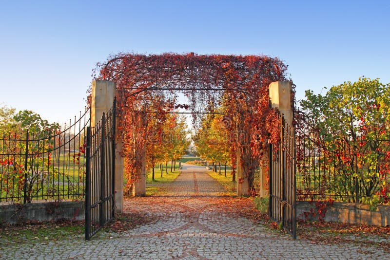 Opened Gate Overgrown by Ivy in Autumn Stock Image - Image of beautiful ...
