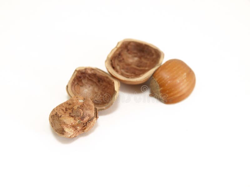 Opened Hazelnut stock image. Image of brown, isolated - 16141797